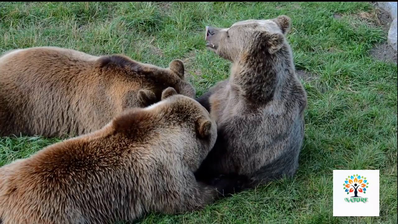 Relaxing time of bears - YouTube