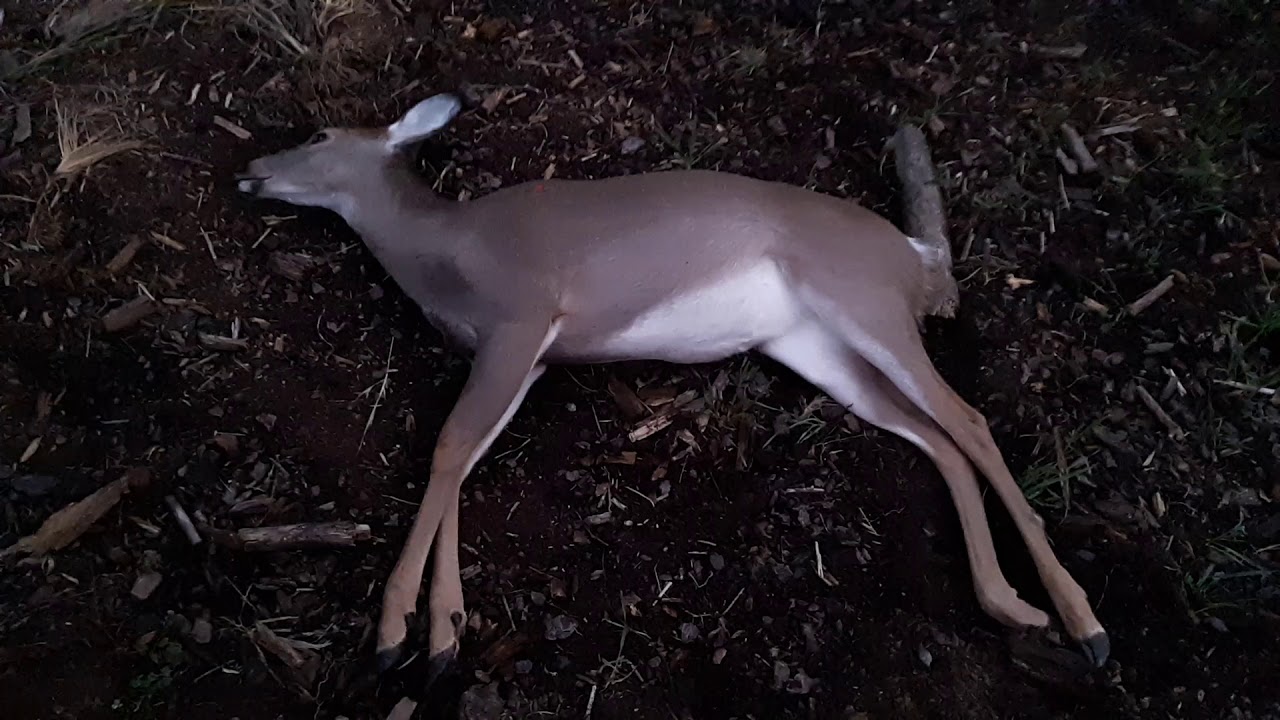 Yearling DOE DOWN - YouTube