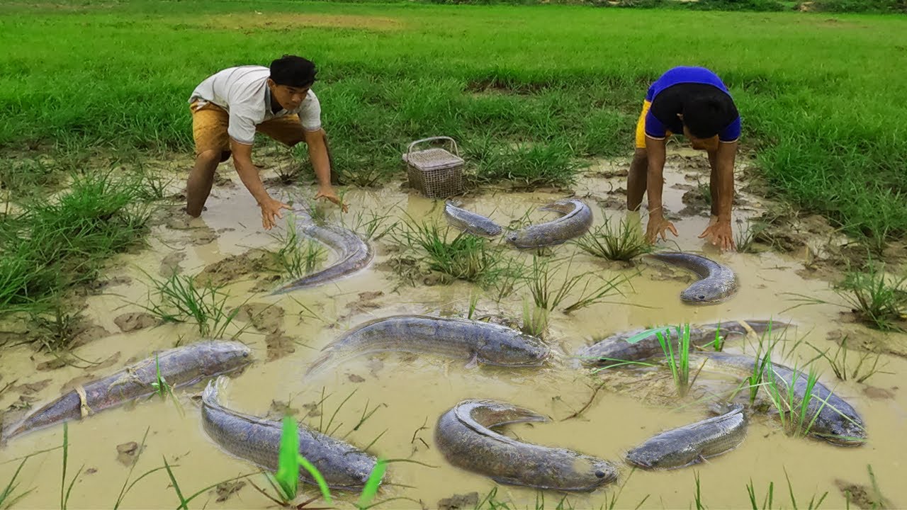 Amazing Fishing!!! Best Catch Many Fish In Rice Field By Two Men Near ...