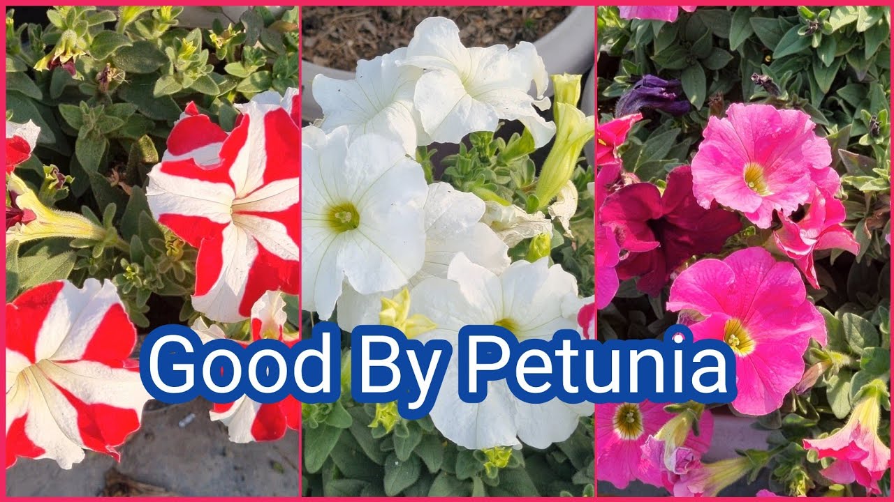 No More Petunias || End Of Winter Garden ||Good Bye Petunia #petunia # ...