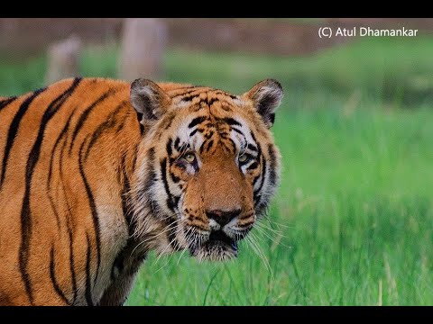 Waghdoh, the biggest tiger in tadoba - YouTube