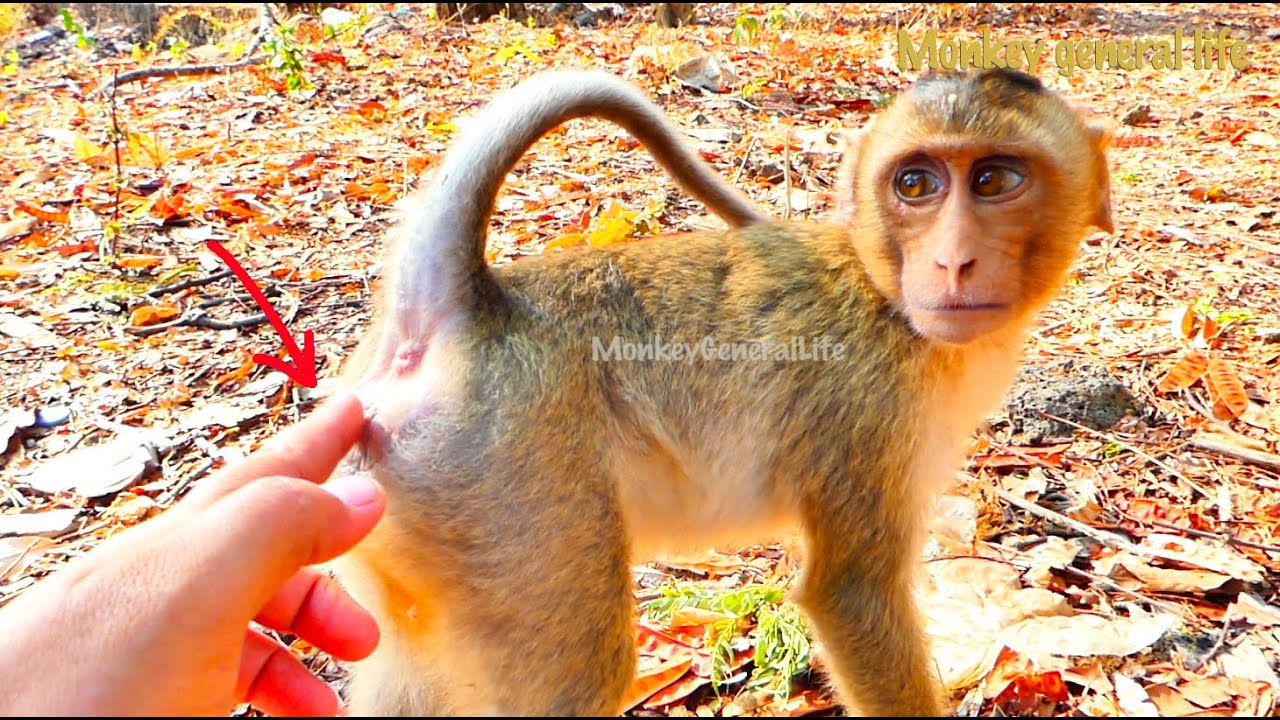 Lovely boy..! Tiny monkey Saba agrees with the humans playing with him ...