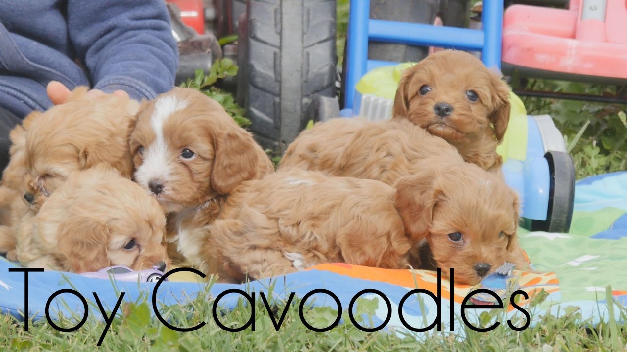 Toy Cavoodle puppies with the boys - YouTube