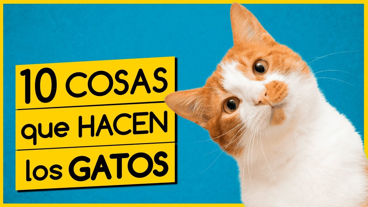 10 COSAS que hacen los GATOS y su EXPLICACIÓN - YouTube