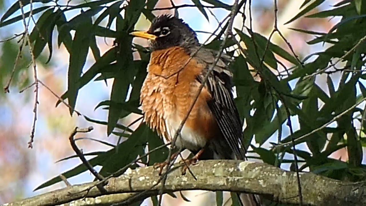 American Robin Chirps & Preens - YouTube
