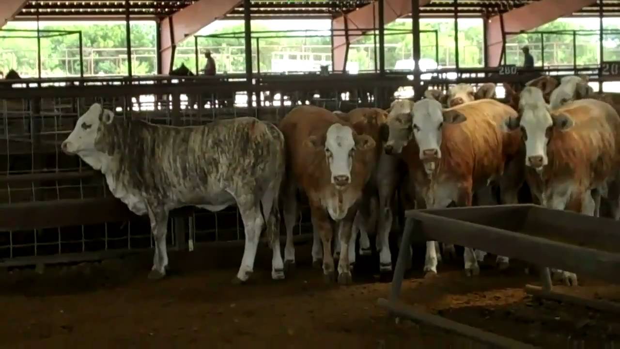 True F1 Braford Open Heifers - YouTube