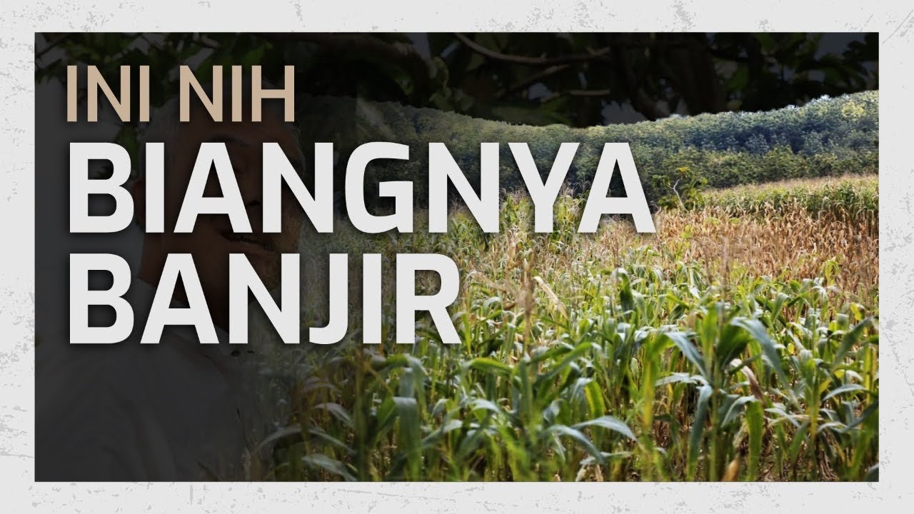PANTESAN BANJIR.. BUKIT DI KENDENG UTARA ISINYA FULL TANAMAN JAGUNG ...