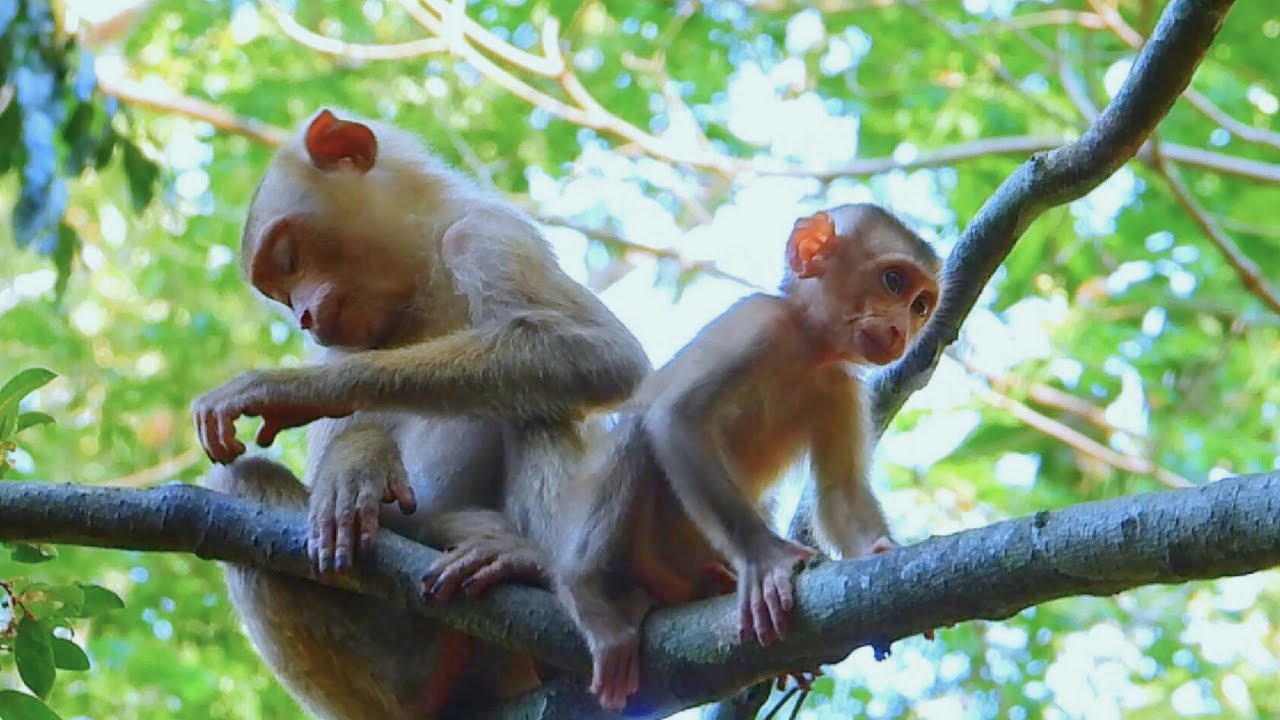 GOOD Job! Monkey Pretty tries to take care skinny monkey Zuri TOO much ...