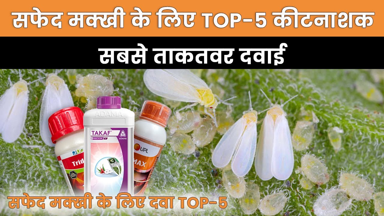 Whitefly control | Top 5 best insecticide | सफेद मक्खी की रोकथाम कैसे ...
