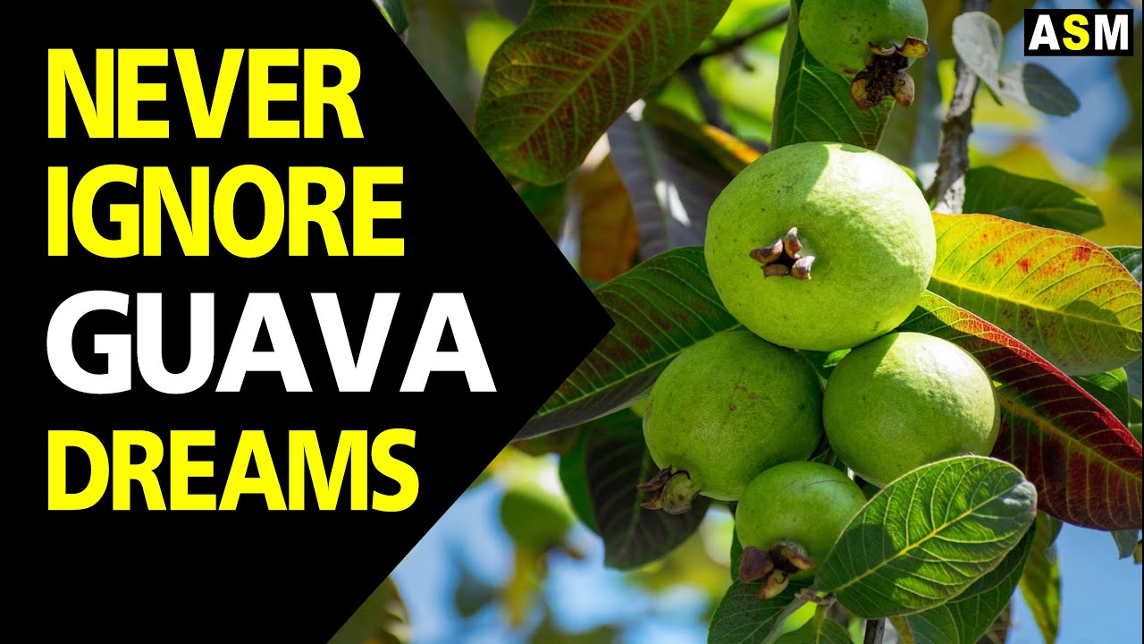 What Does Guava Dream Meaning Dreaming Of Guava Guava Dream what-does-guava-dream-meaning-dreaming-of-guava-guava-dream