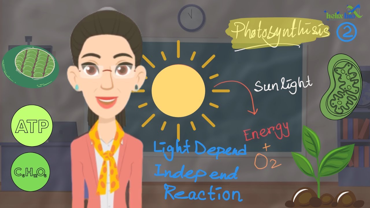 Photosynthesis in Higher Plants | Light and Dark Reactions | Importance ...