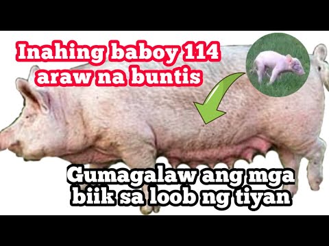Inahing baboy (114 araw na buntis) Gumagalaw ang mga biik sa loob ng ...