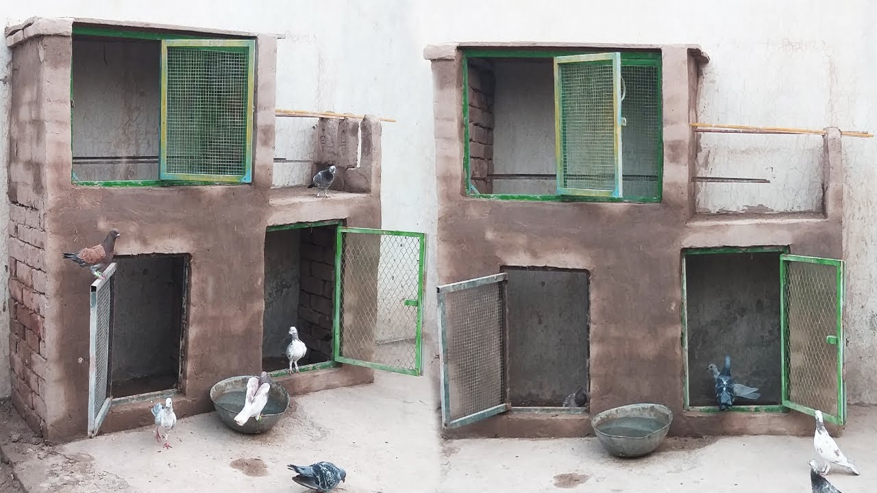 Making three doors double story house for pigeons I Pigeon loft designs ...
