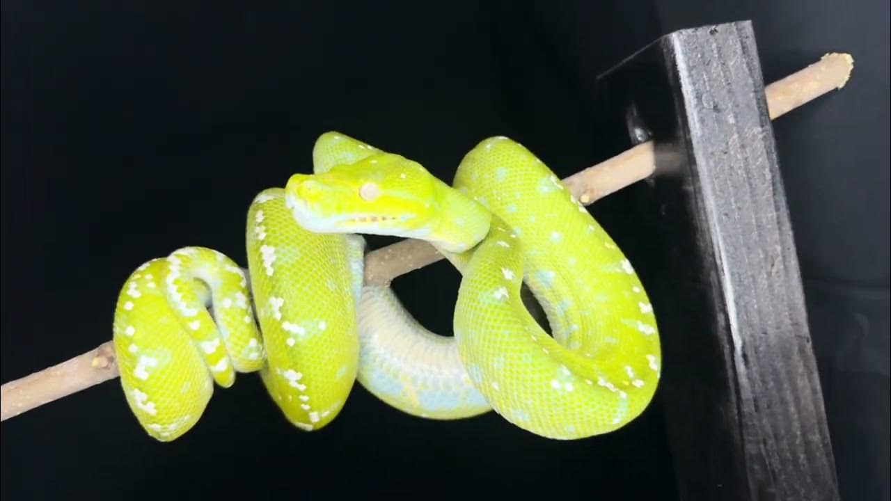 Green tree python photoshoot (green bean) - YouTube