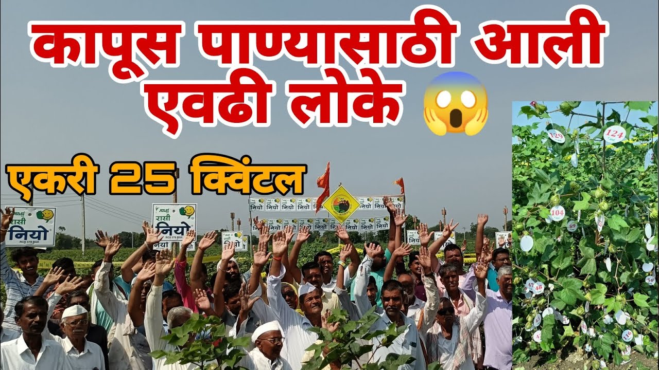 कापूस पाण्यासाठी आली प्रचंड गर्दी. एकरी 25 क्विंटल उत्पादन. कापुस ...