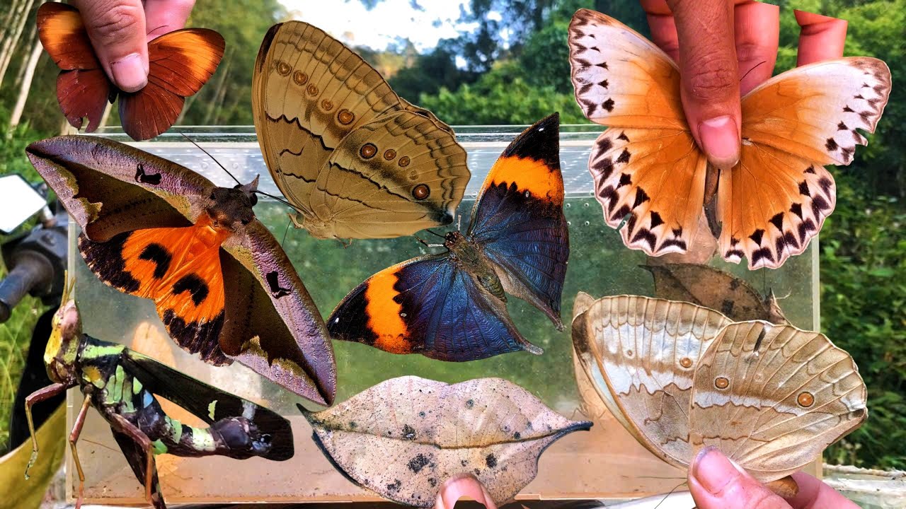 Hunting strange insects, hunting butterflies, leaf butterflies - YouTube