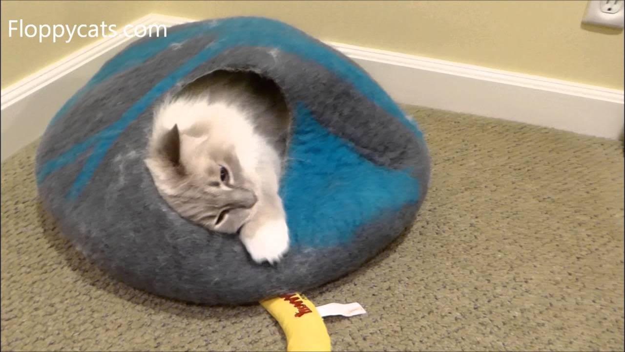 Ragdoll Cat Plays with Yeowww Catnip Banana in CatGeeks Cat Cave - ねこ - = ネコ - ねこ- Floppycats ...
