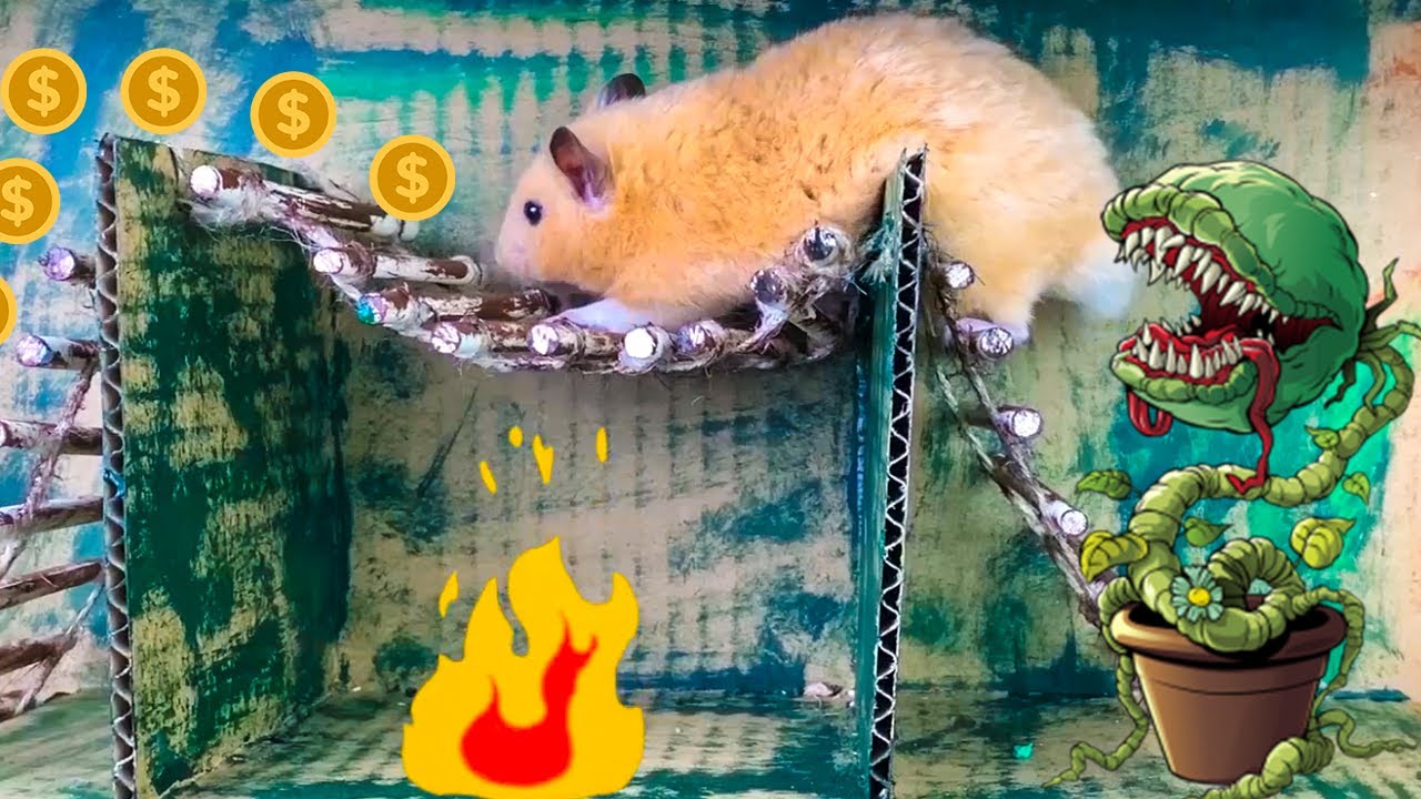 Maze for Pets - Hamster Escape Trap @Mister-Hamster Maze # ...