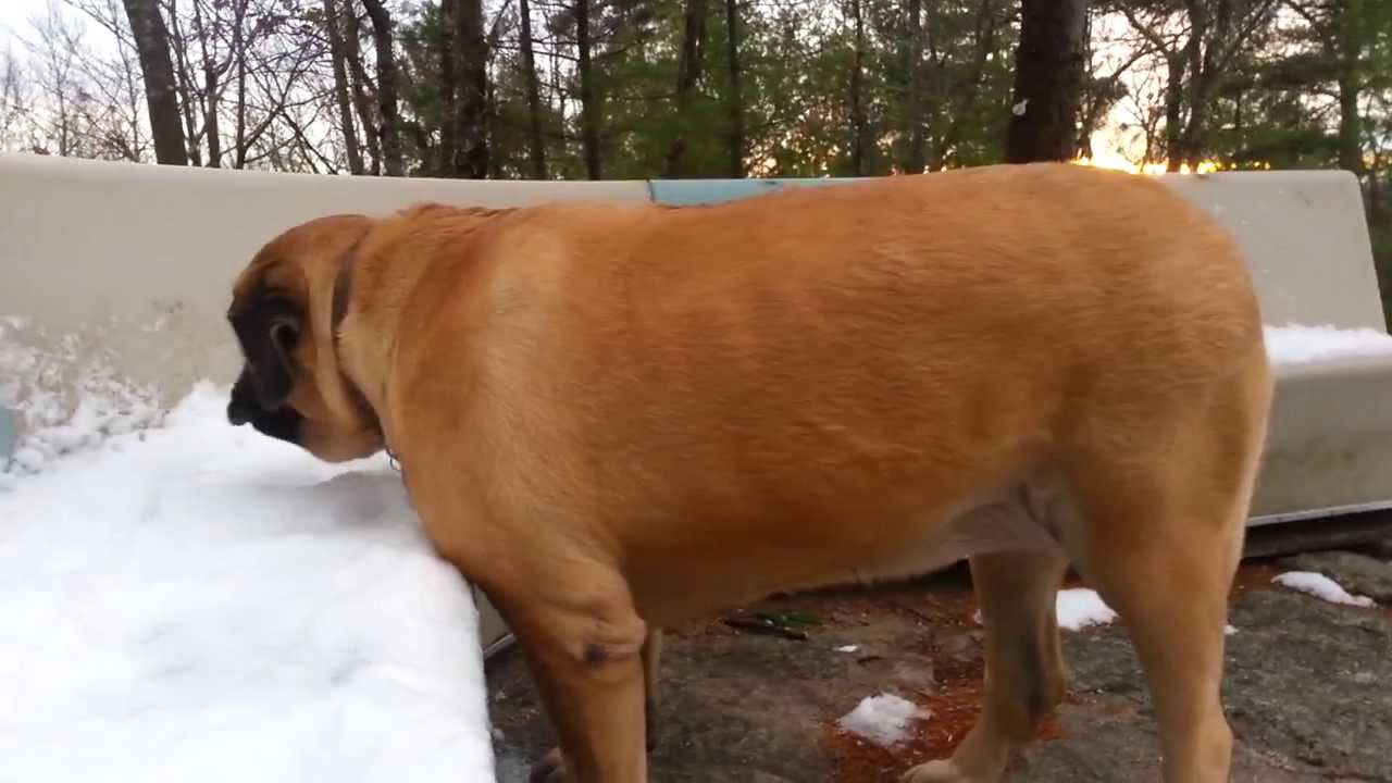 200 Lb English Mastiff YouTube