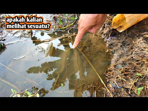 Aku menemukan ikan besar di kubangan sawah 