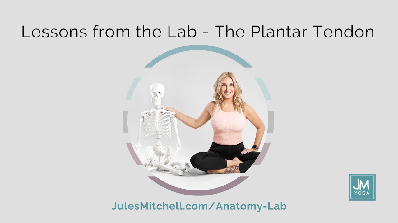 Lessons From The Lab | The Plantar Tendon - YouTube