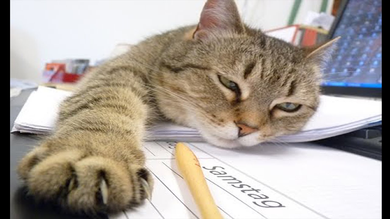 Funny Cats That Will Make You Laugh So Hard You Cry - YouTube