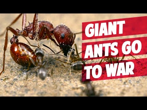 This is HOW Giant Ants go to War (HD) - YouTube
