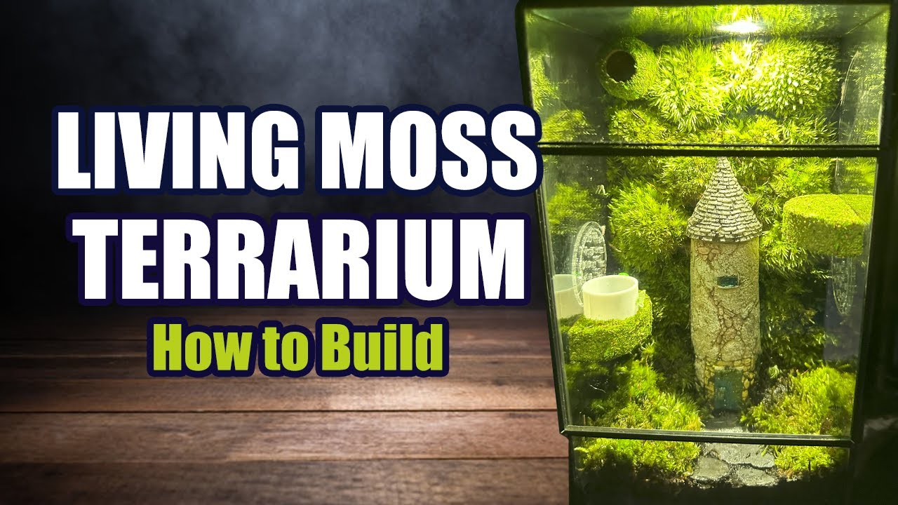 Living Moss Terrarium DIY How To | Great Jumping Spider Enclosure! 4k ...