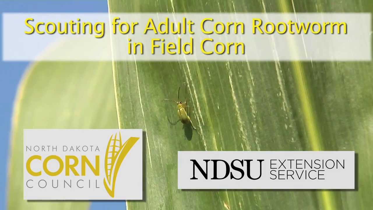 Scouting for Adult Corn Rootworm in Field Corn - YouTube