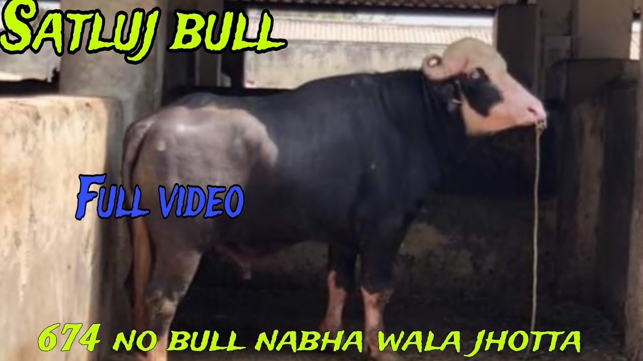 Nili ravi satluj bull,nili ravi 674 no bull nabha farm - YouTube