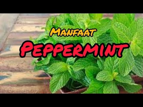 Manfaat Peppermint (Menta/Mint) untuk Kesehatan - YouTube