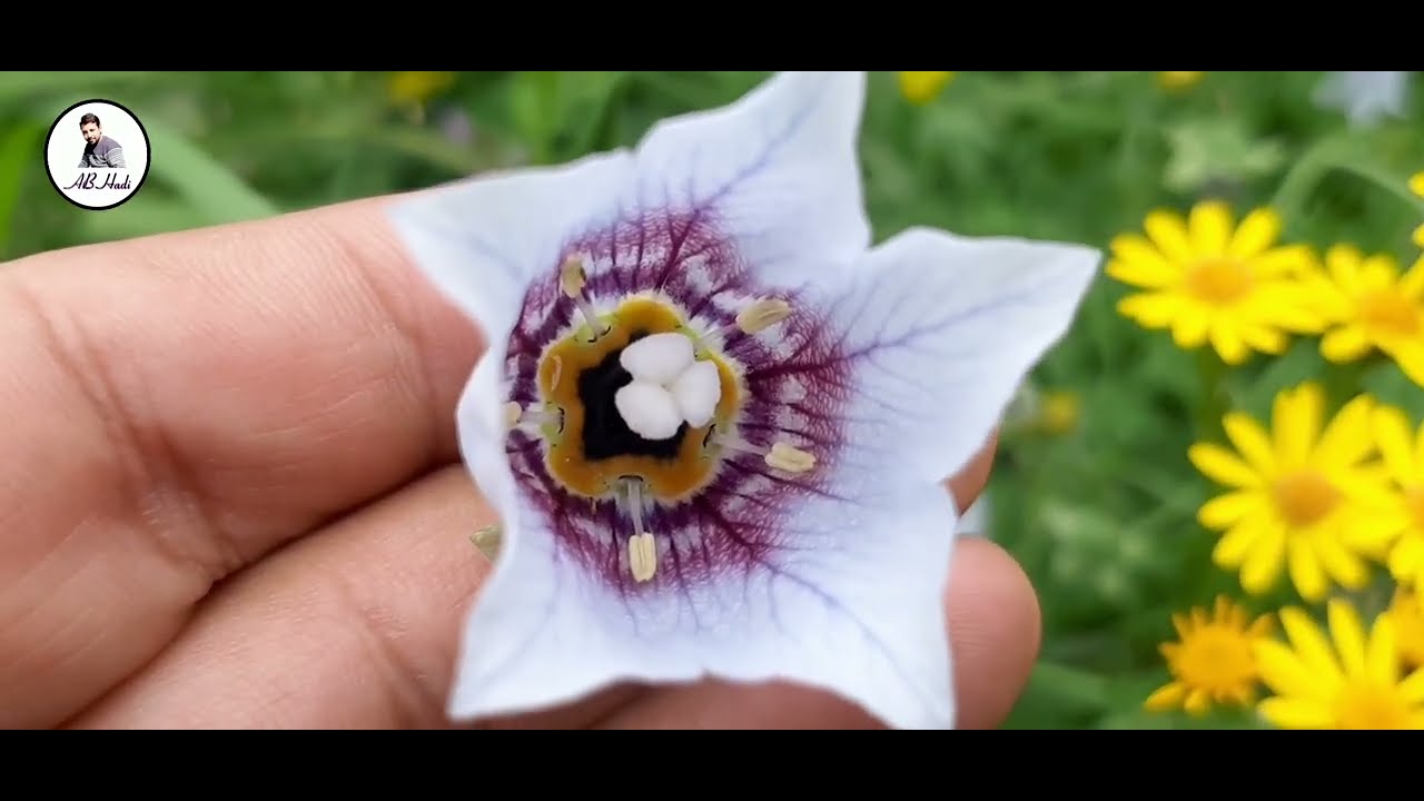 20 different types of flower in Suru Valley of kargil/ with Scientific ...