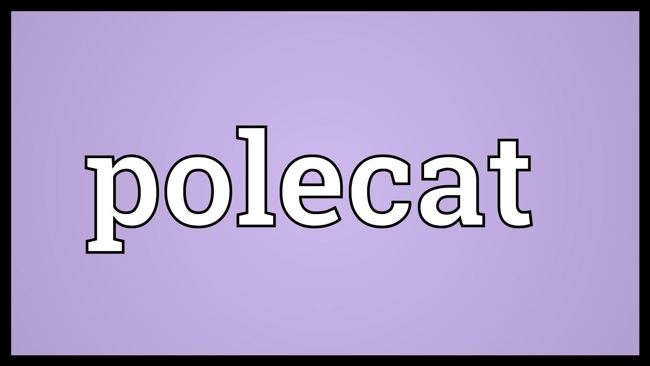 Polecat Meaning - YouTube