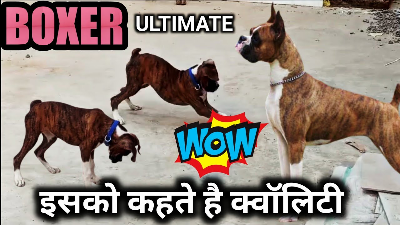 SHOW QUALITY BOXER DOG | Boxer puppy show quality | Brindle color boxer ...