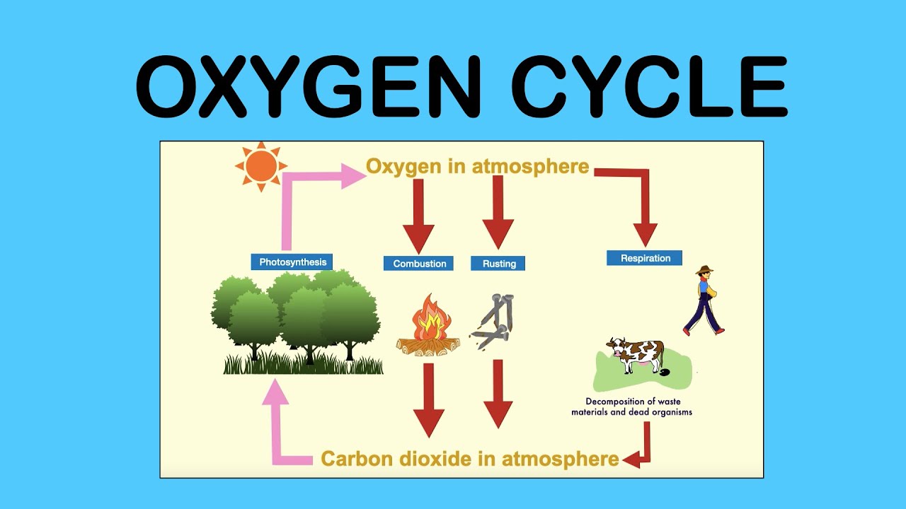 Photosynthesis Oxygen Waste