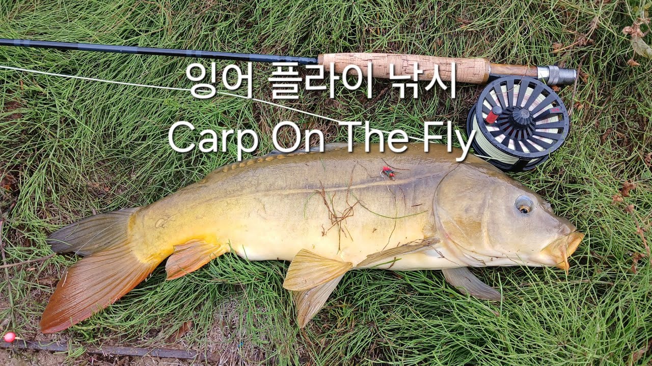 Carp On The Fly /Red Hip Carp Nymph Field Test - YouTube