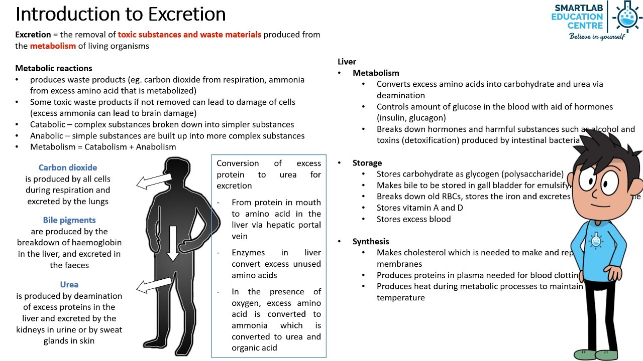 Excretion: Introduction to Excretion - YouTube