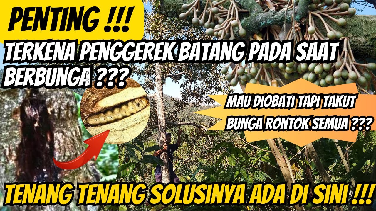 LUAR BIASA AMPUH CUMA PAKE INI BUNGA DURIAN TIDAK RONTOK LAGI DAN ...