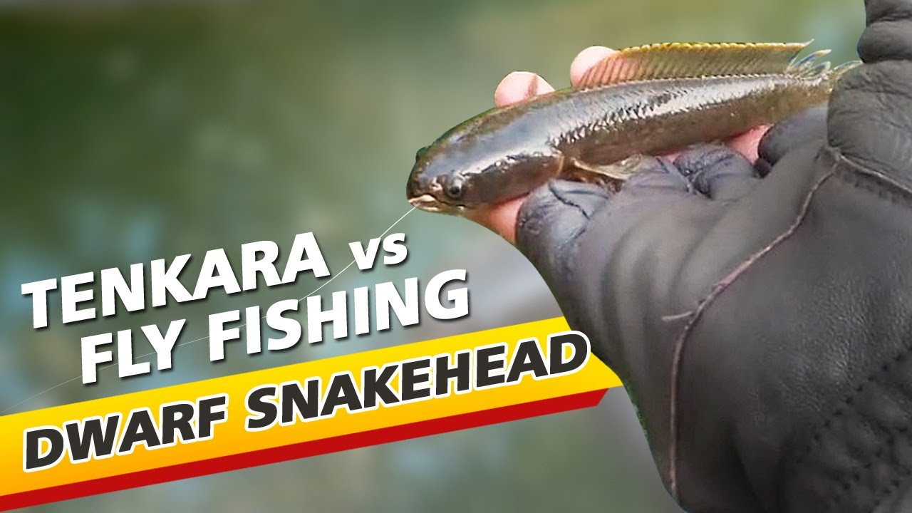 Mancing di Sarang Ikan Kotes dengan Teknik Tenkara & Fly Fishing - YouTube