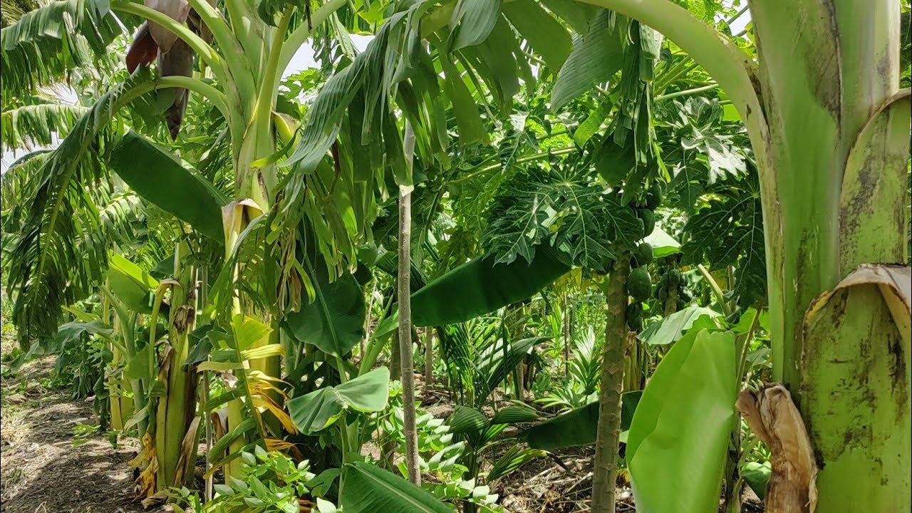subash palekar natural farming | 5 layer farming - YouTube