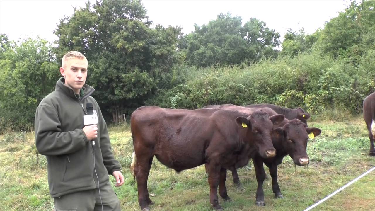 Flora and Fauna on Ashtead Common - YouTube