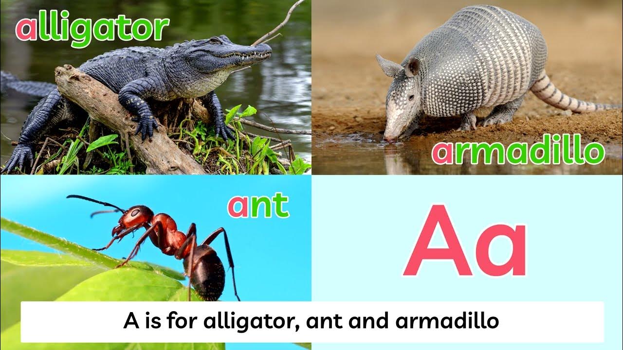 Animal Alphabet Song ~ REAL ANIMALS ~ Learn 104 Animals - Natural ...