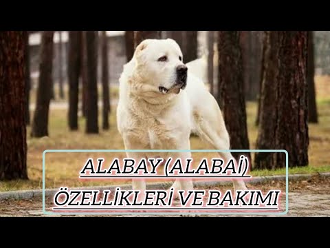 Türkmenistanin Gururu \