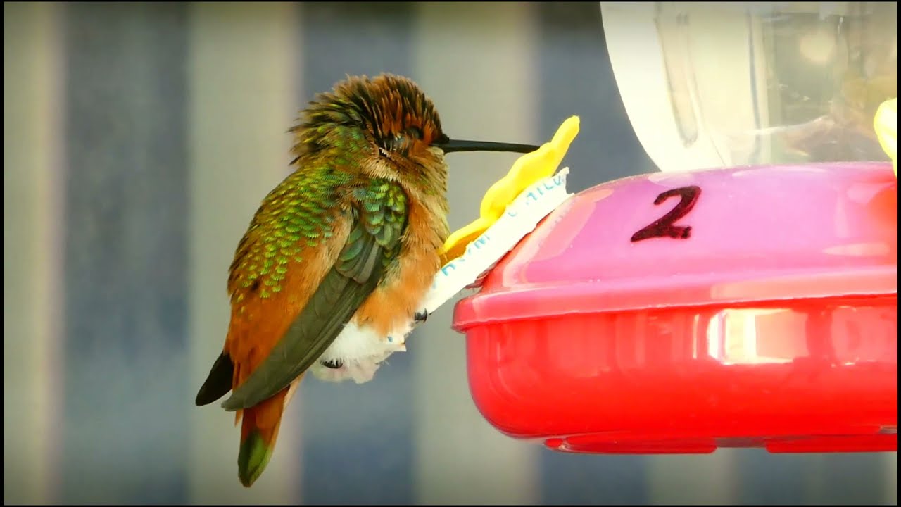 2021.07.01 Napping Hummingbird - YouTube