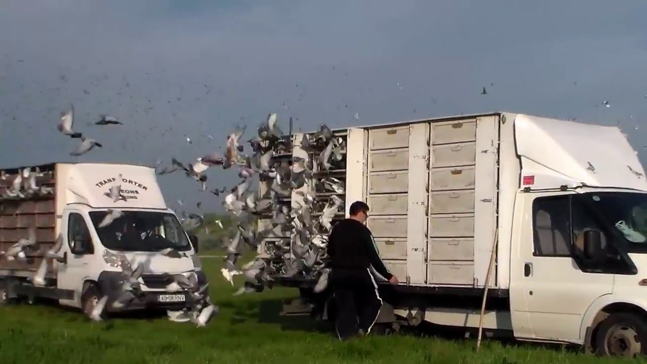 Postagalamb verseny. - YouTube