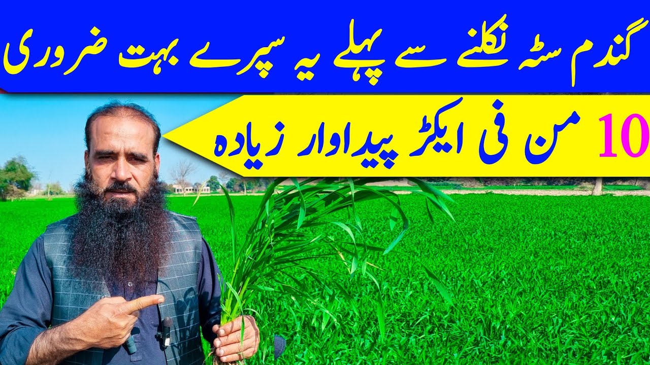wheat growth stages | wheat crop at booting stage | organic farming ...