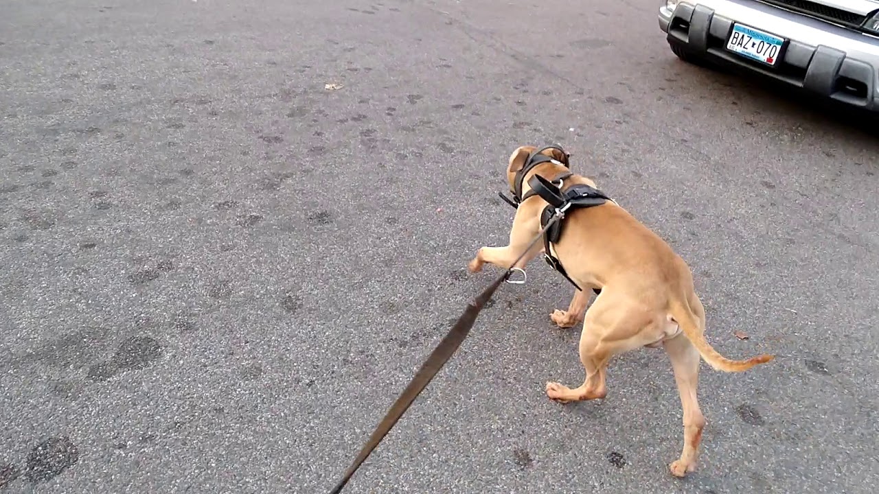 Pull'em off the chain pull'em out the pen grab your leash and spend ...