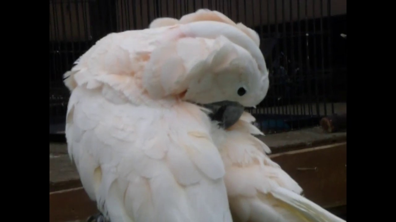 Beautiful Cockatoo Sept 2018 - YouTube