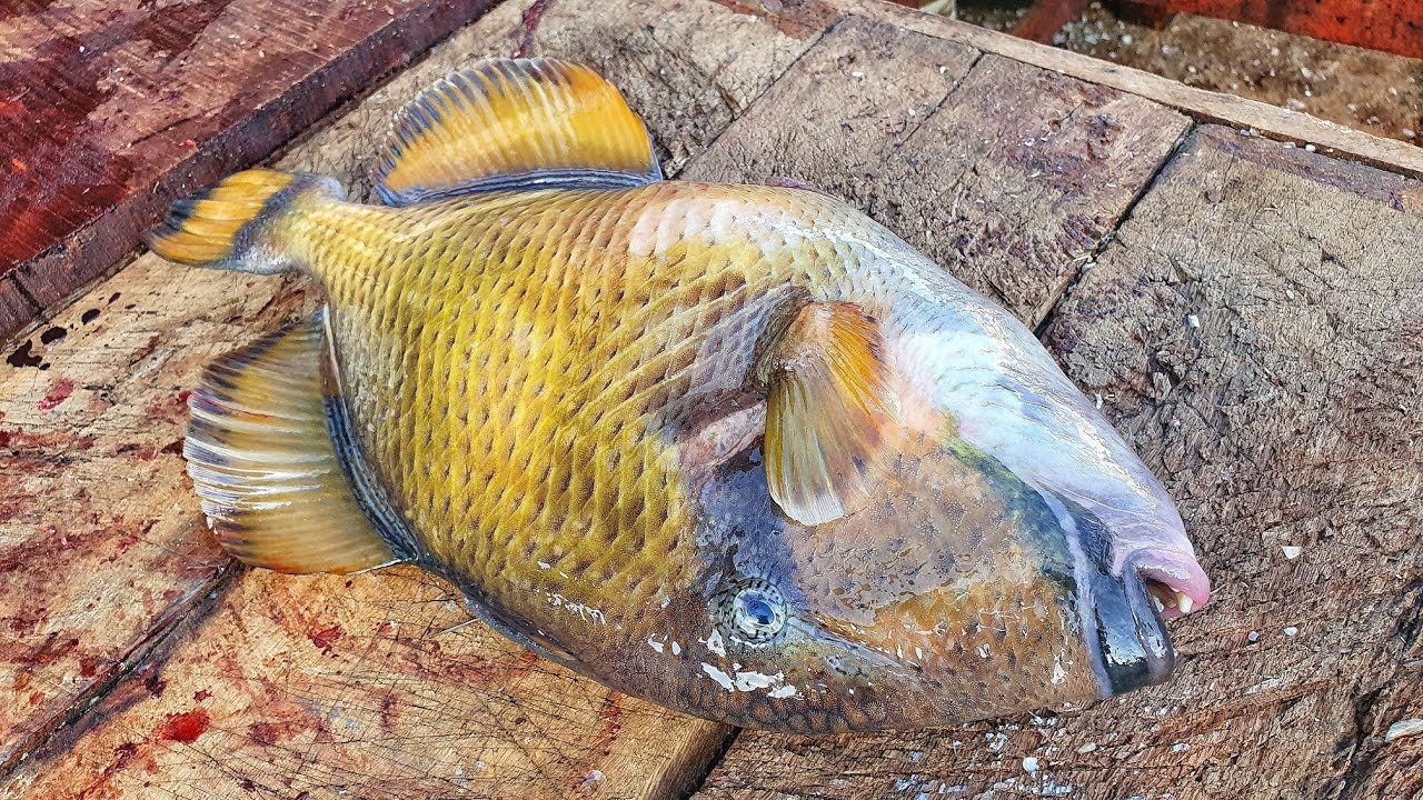 How to Cut Trigger Fish | Trigger Fish Cutting Skills - YouTube
