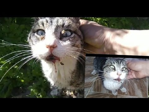 rescuing à cat form death contracting calisi disease انقاذ قط مريض🙏😢 ...